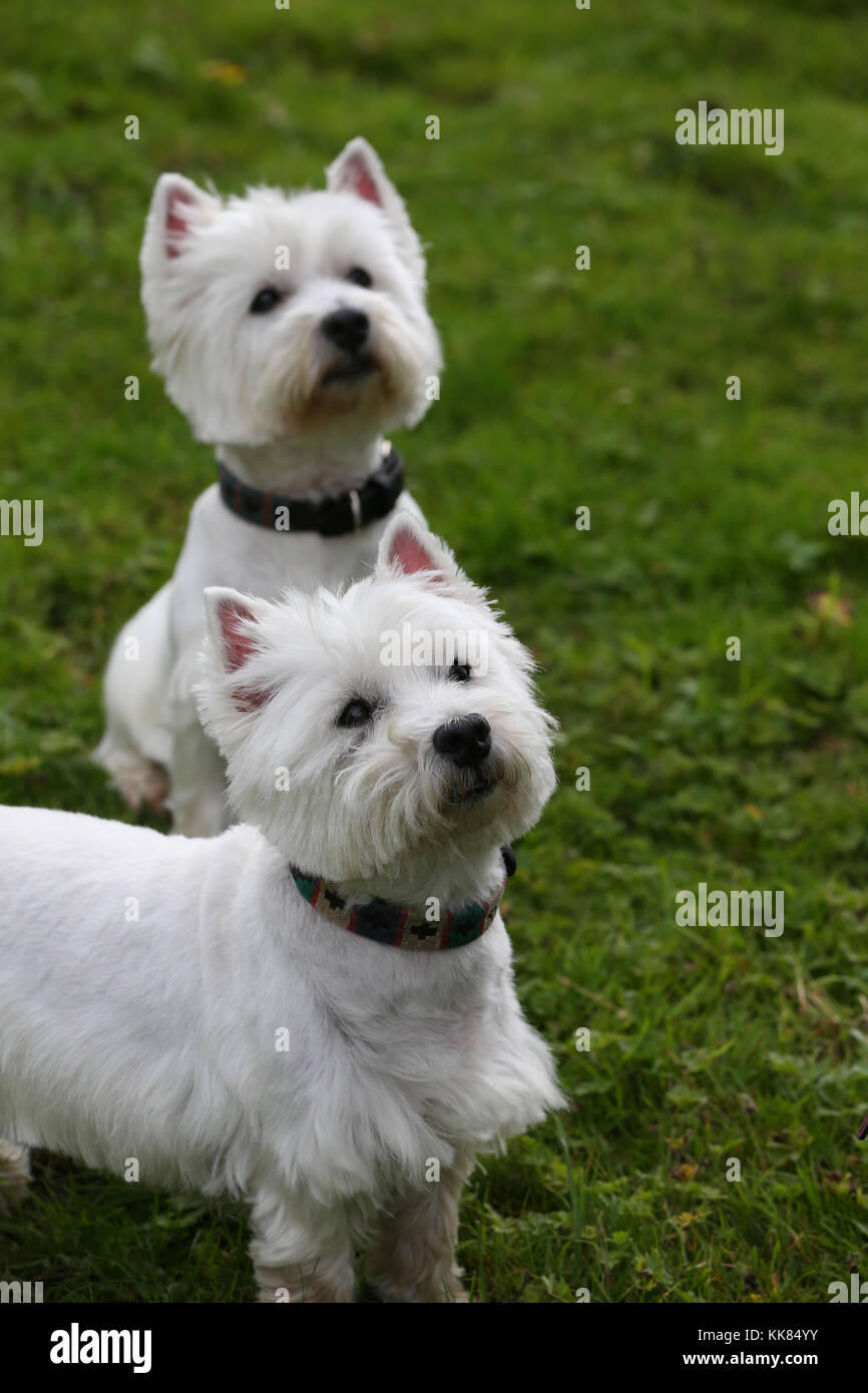 West highland white terrier, westie hi-res stock photography and images ...