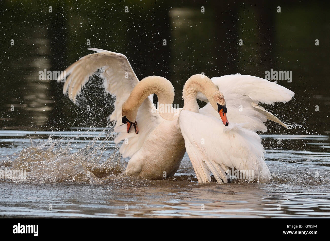 Fighting Male Swans Stock Photo - Alamy