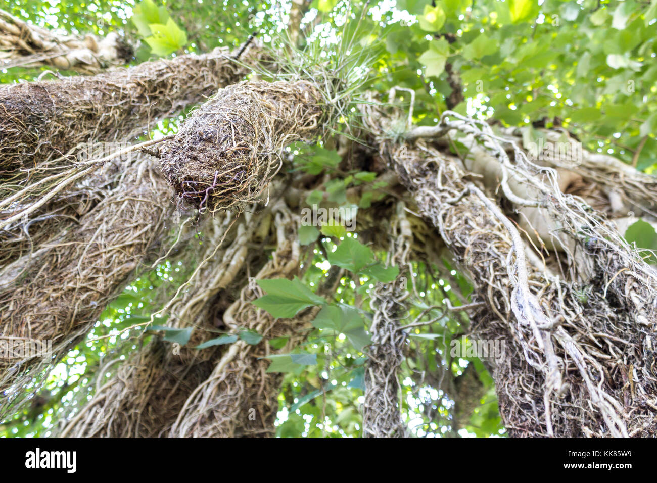 Aerial roots of ficus. Ciudad Valles, San Luis Potosí. Mexico Stock ...