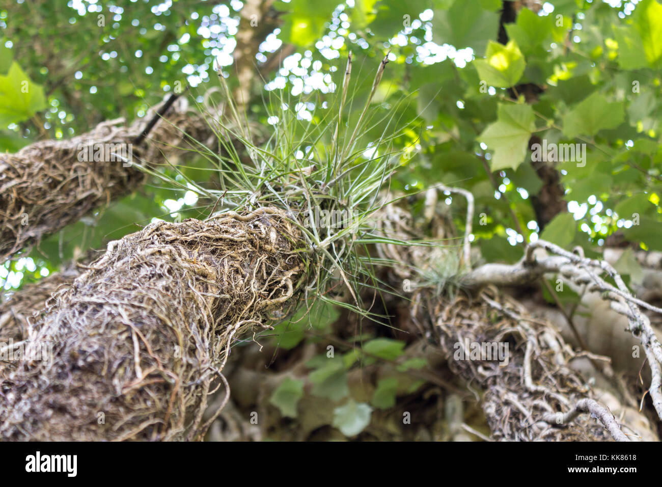 Aerial roots of ficus. Ciudad Valles, San Luis Potosí. Mexico Stock ...