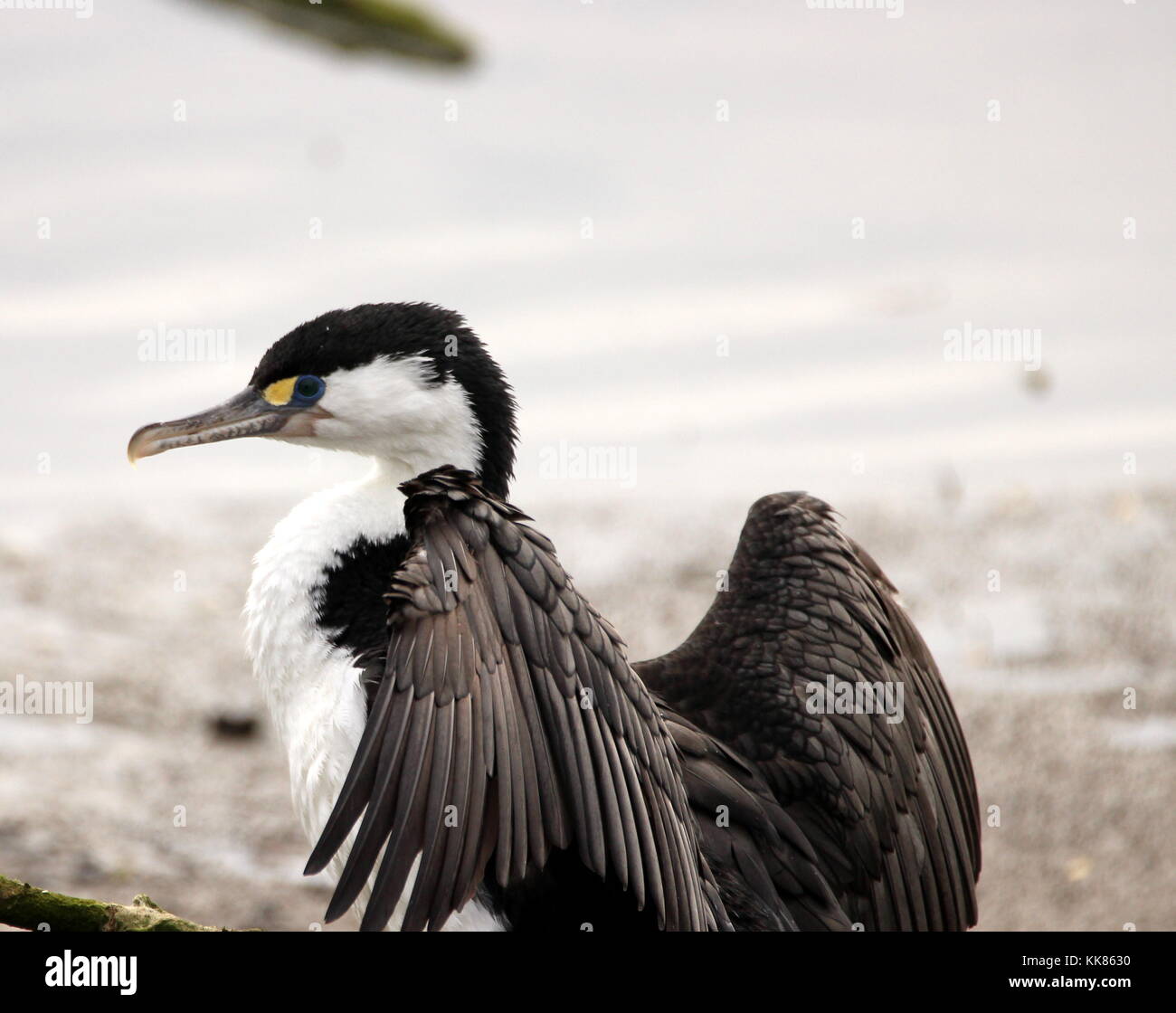 New Zealand pied shag (cormorant Stock Photo - Alamy