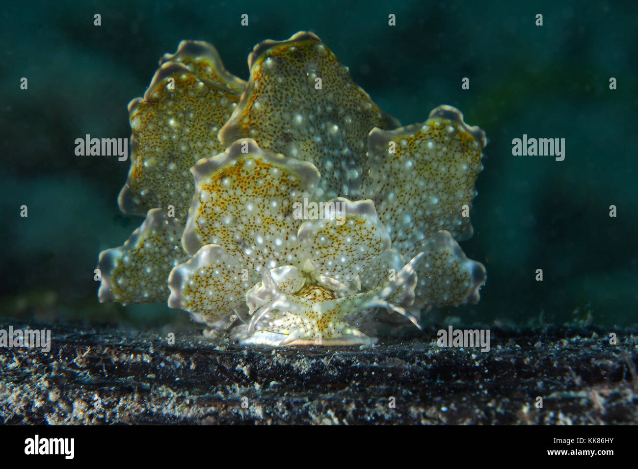 Cyerce bourbonica Sea Slug Stock Photo - Alamy