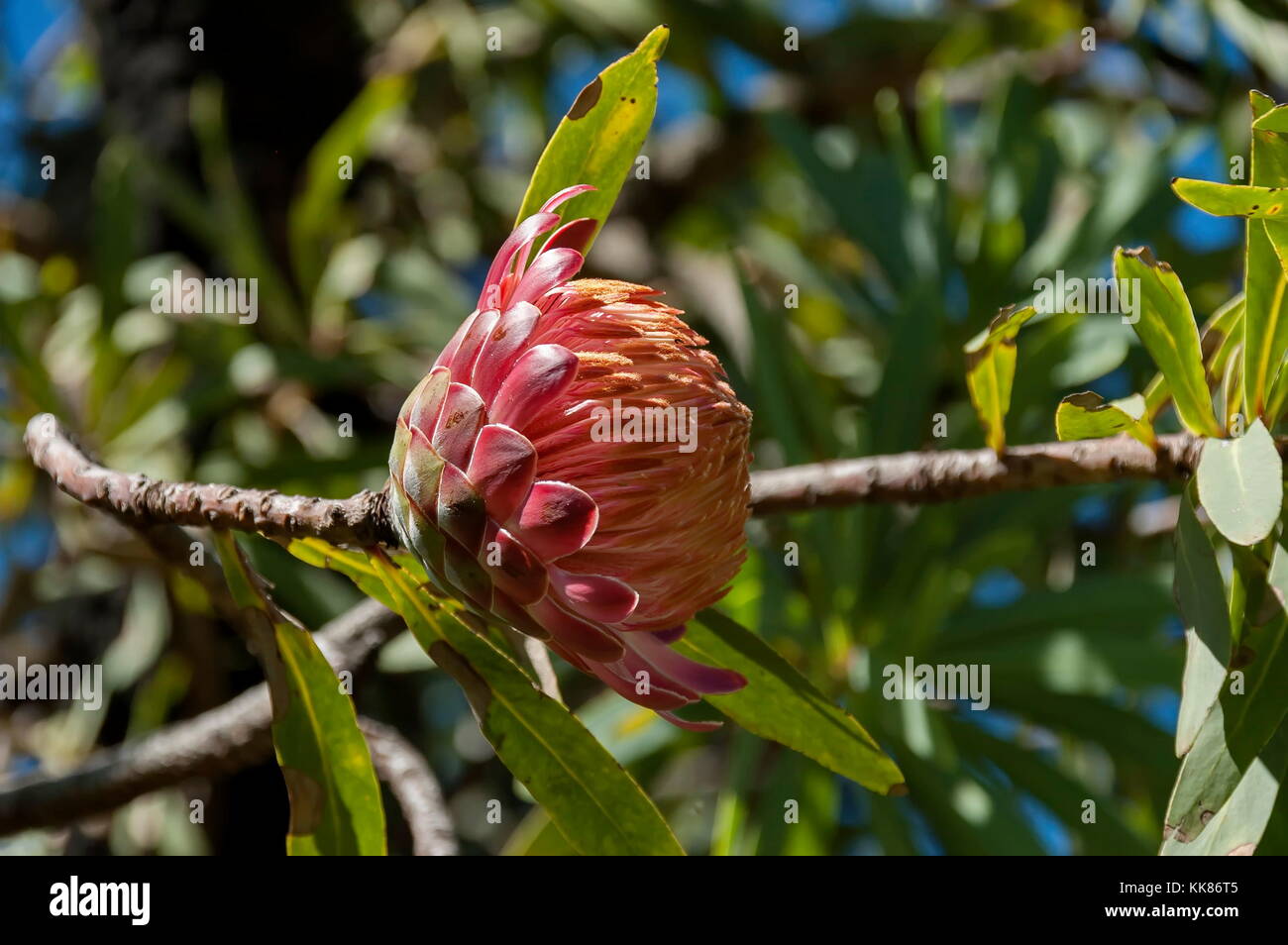 Protea tree hi-res stock photography and images - Alamy
