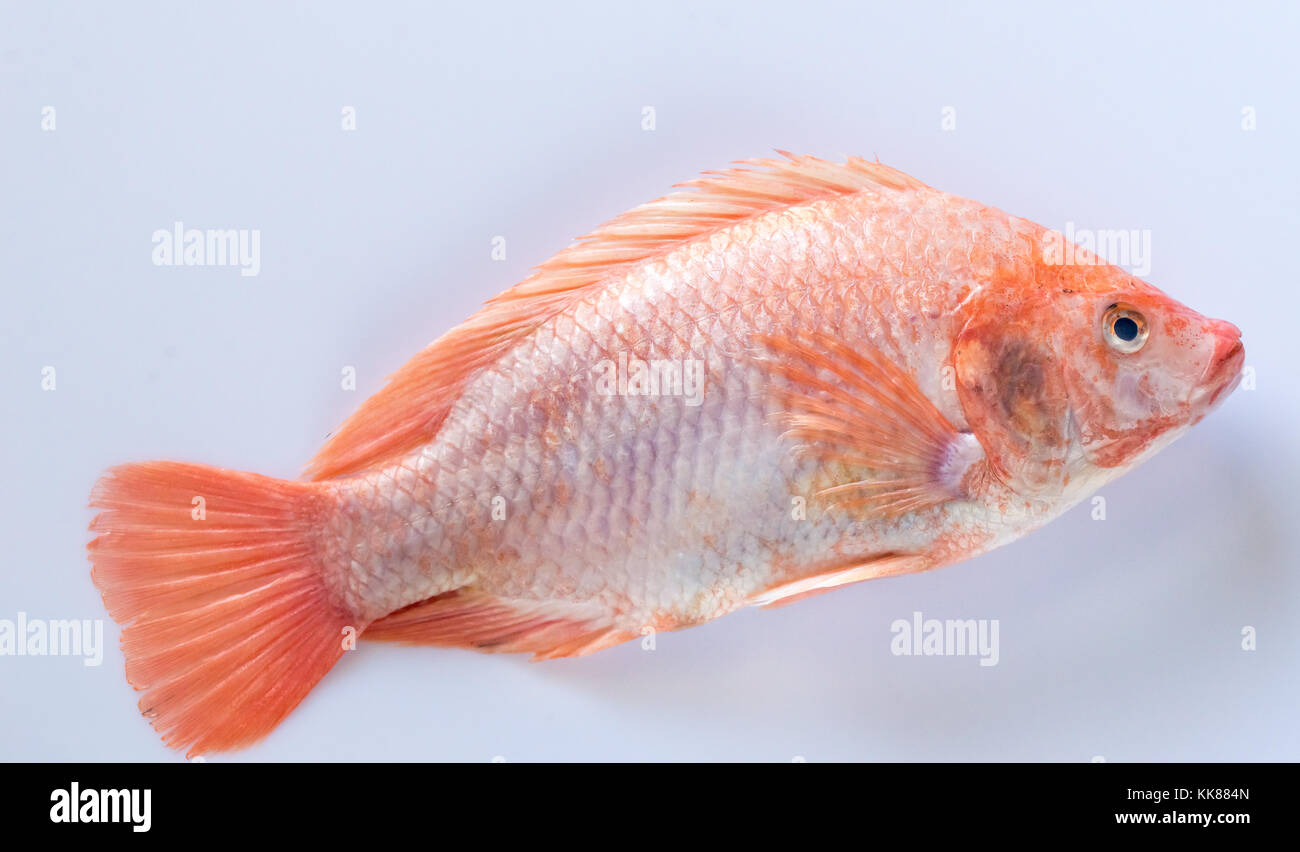 Raw fresh whole red tilapia hi-res stock photography and images - Alamy