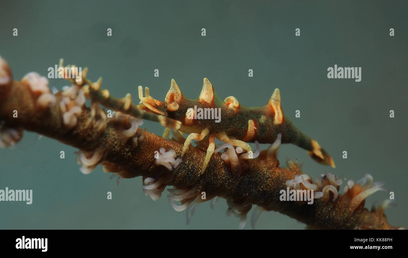 Dragon shrimp hi-res stock photography and images - Alamy