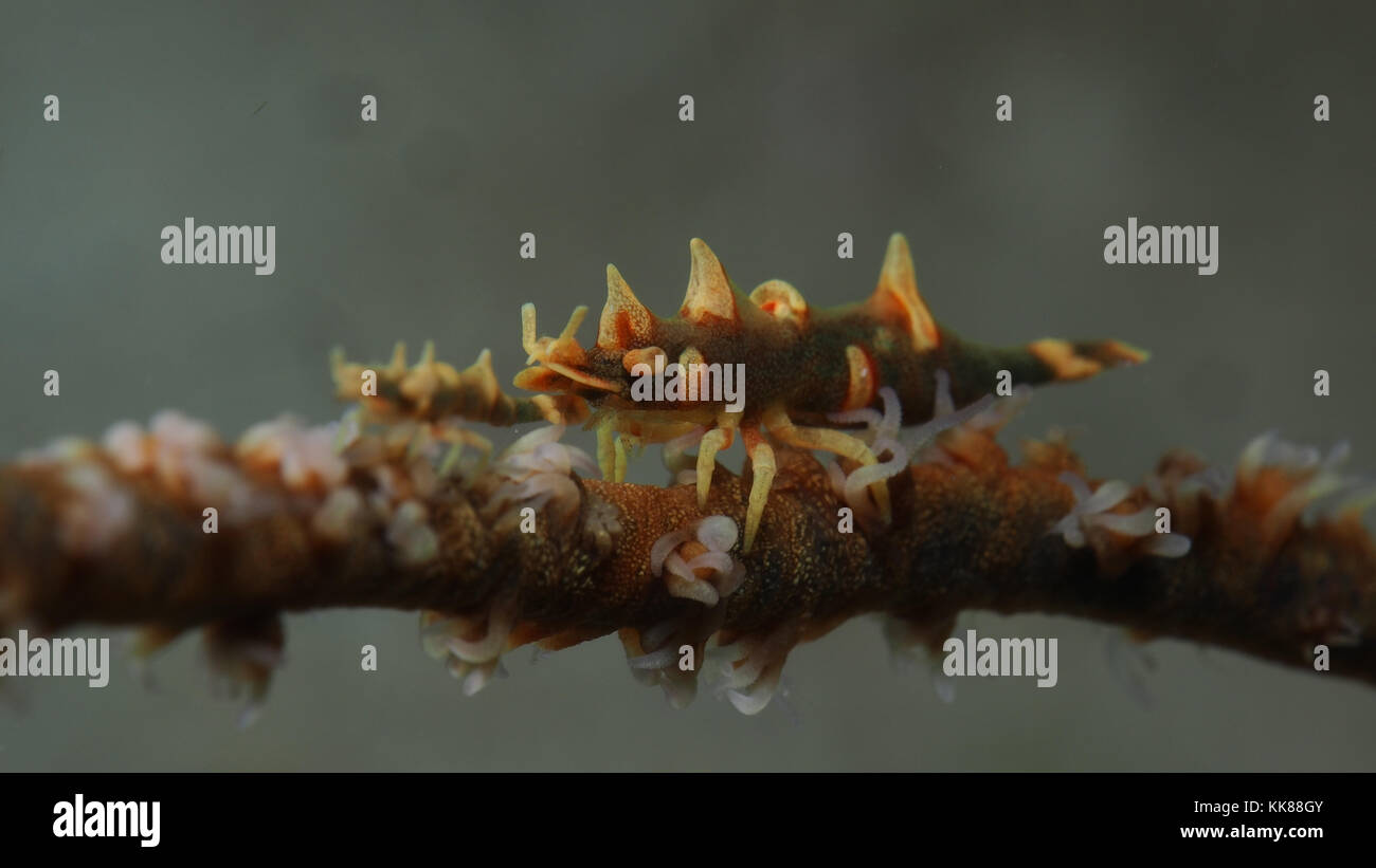 Dragon Shrimp High Resolution Stock Photography and Images - Alamy