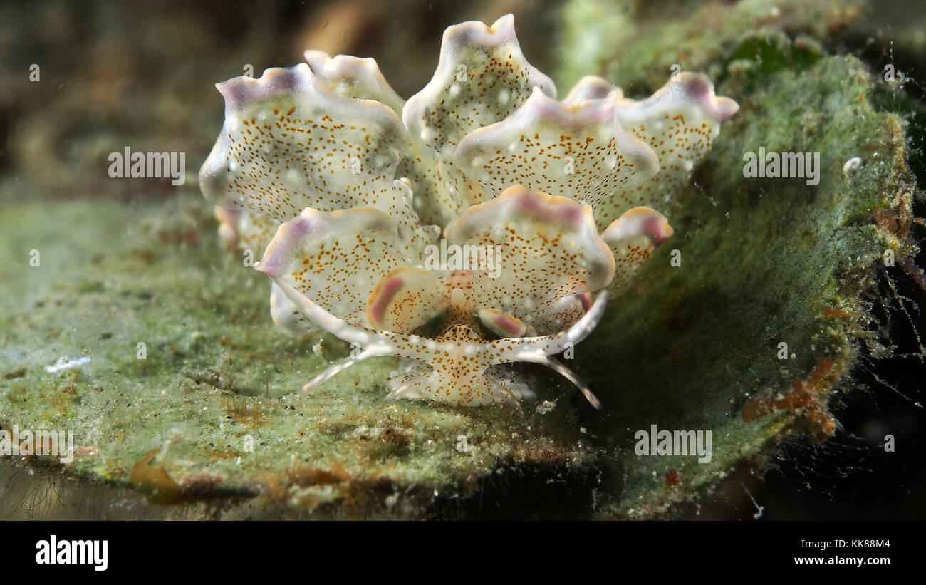 Cyerce bourbonica Sea Slug Stock Photo - Alamy