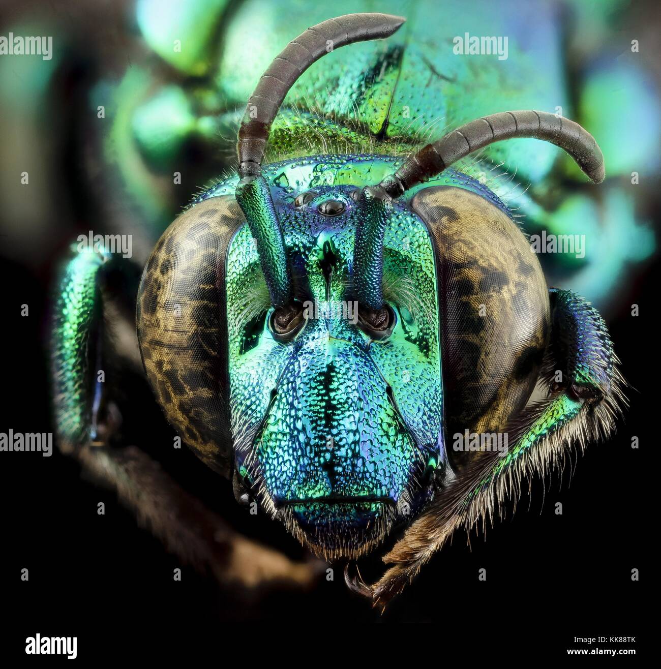 Frontalis muscle hi-res stock photography and images - Alamy