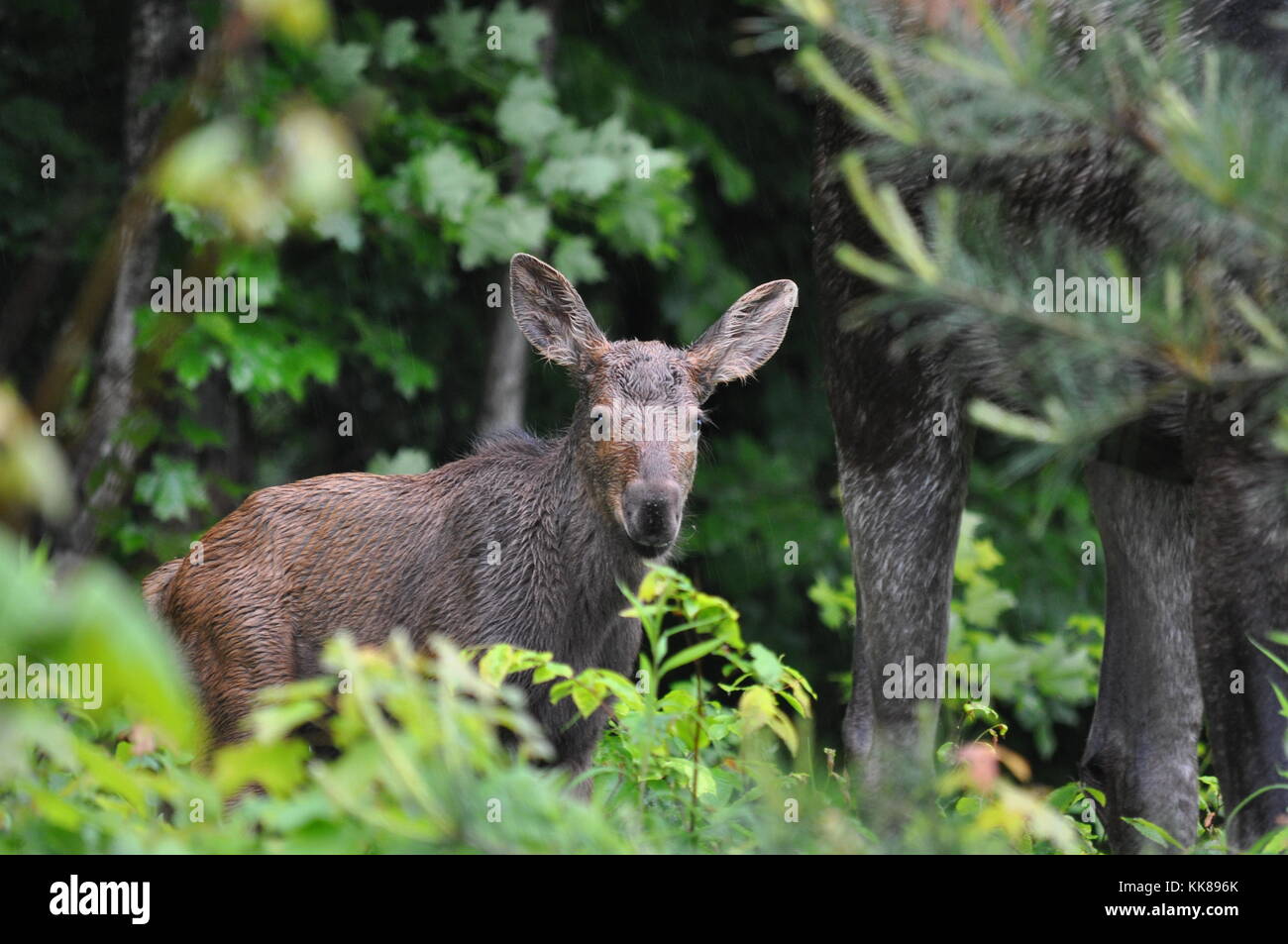 Baby moose calf in Algonquin Park Stock Photo - Alamy