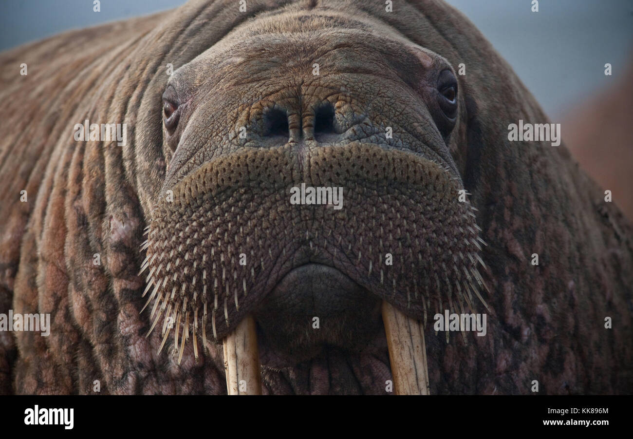 Female Walrus Stock Photos & Female Walrus Stock Images - Alamy