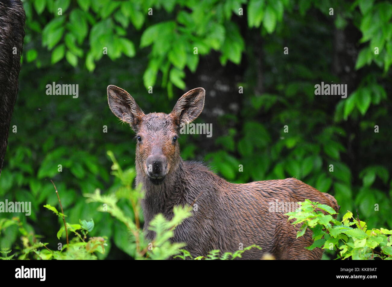 Baby moose calf in Algonquin Park Stock Photo - Alamy