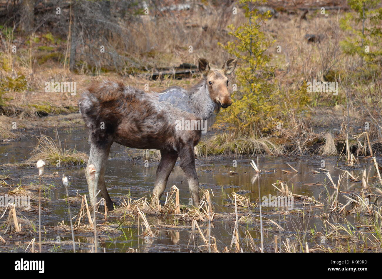 Moose In Algonquin Provincial Park High Resolution Stock Photography ...