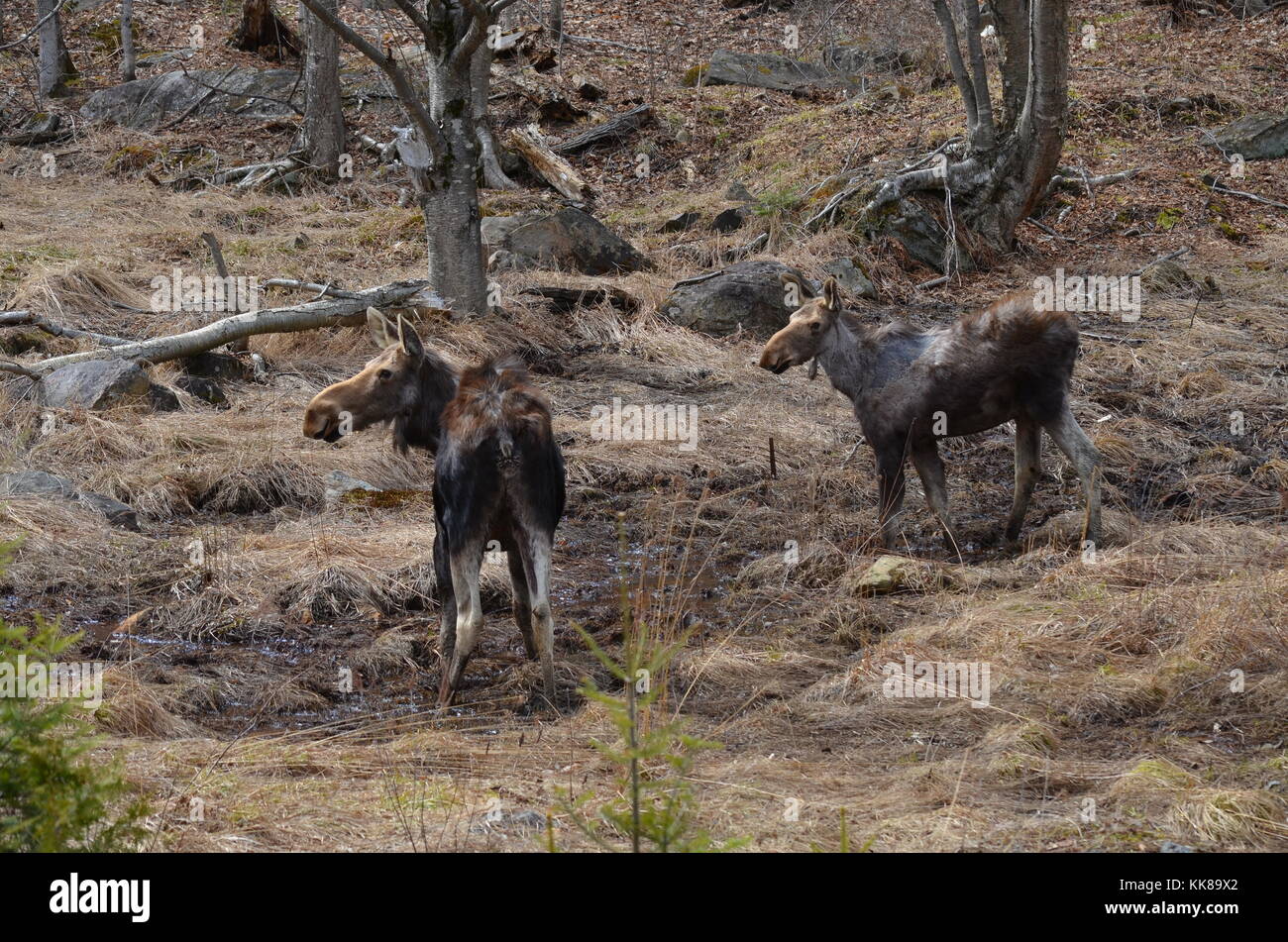 Two Moose in the wilderness Stock Photo - Alamy