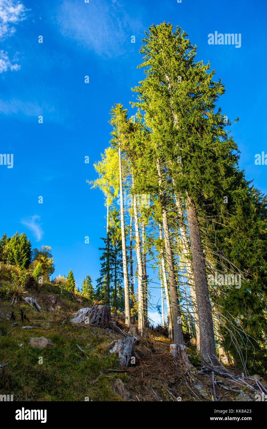 Conifer Trees in Forest Stock Photo - Alamy