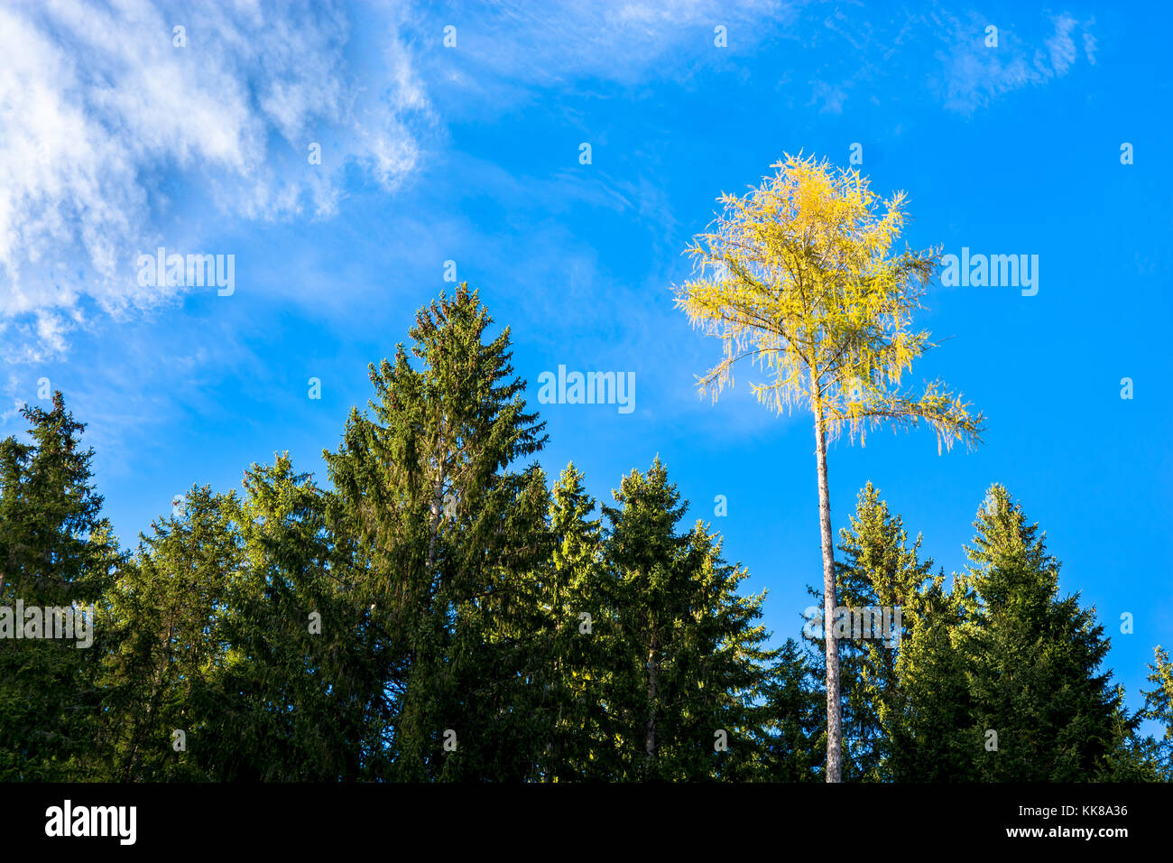 Conifer Trees in Forest Stock Photo - Alamy