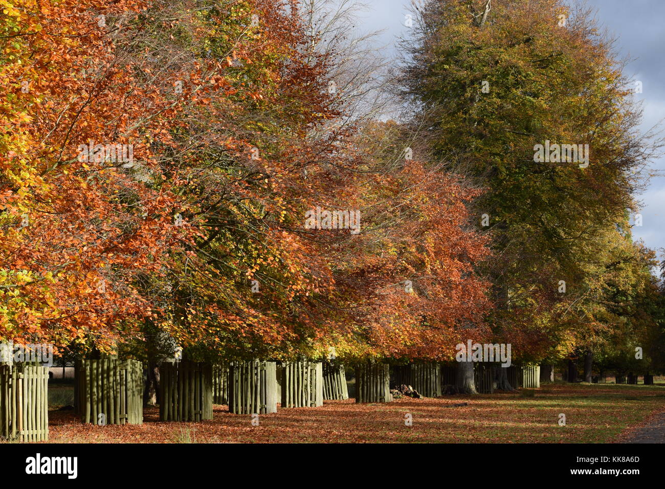 Dunham national trust hi-res stock photography and images - Alamy