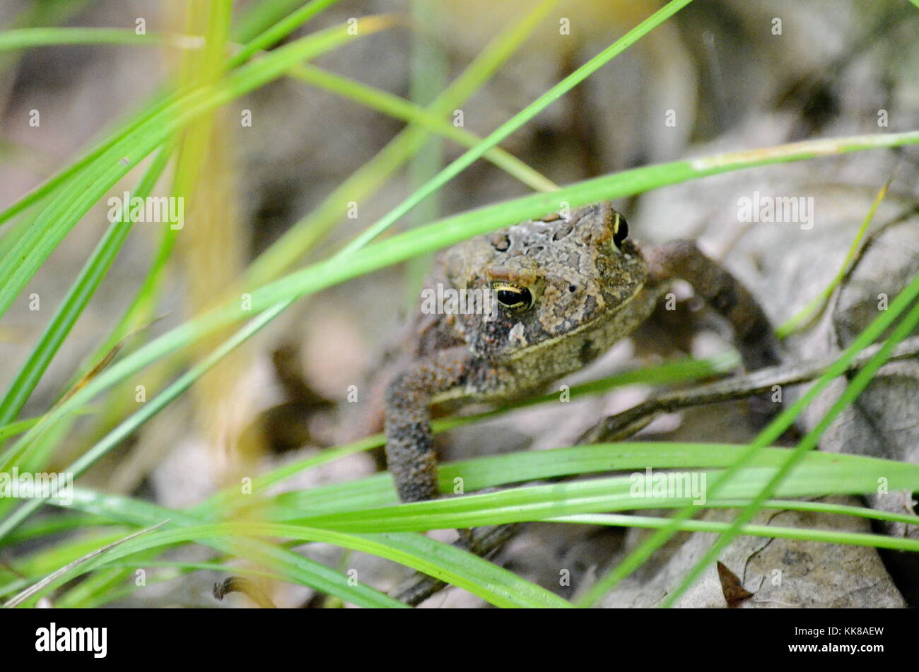 American Toad sitting in fall forest Stock Photo - Alamy