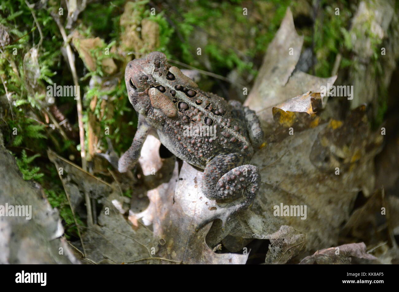 American Toad sitting in fall forest Stock Photo - Alamy