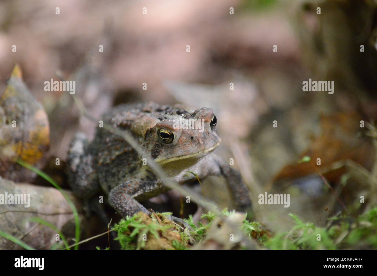 American Toad sitting in fall forest Stock Photo - Alamy