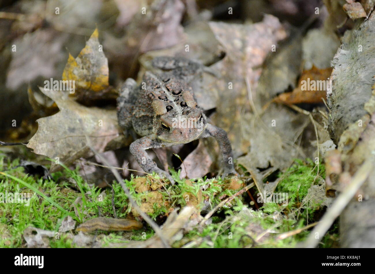 Fall toad hi-res stock photography and images - Alamy