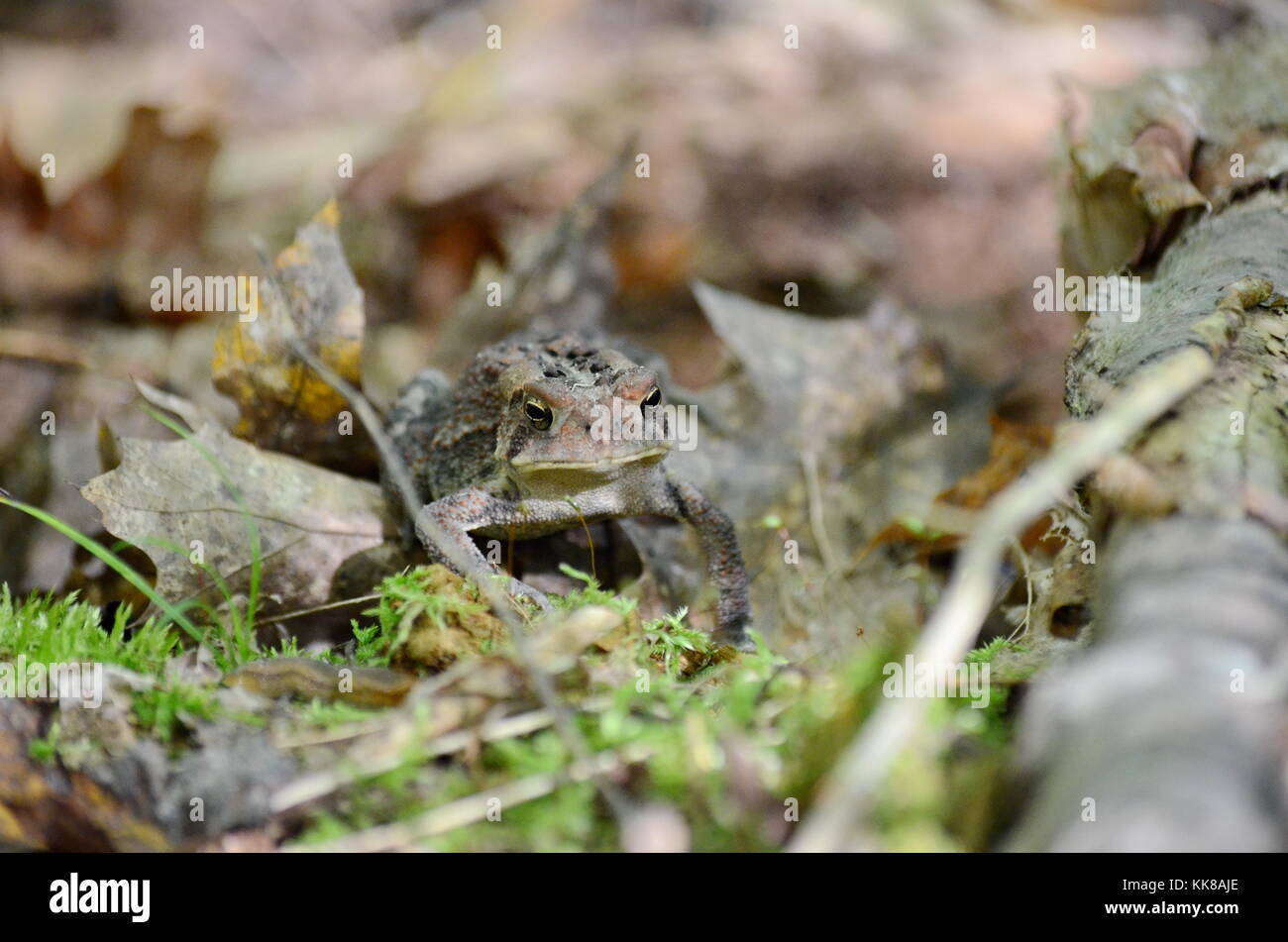 American Toad sitting in fall forest Stock Photo - Alamy