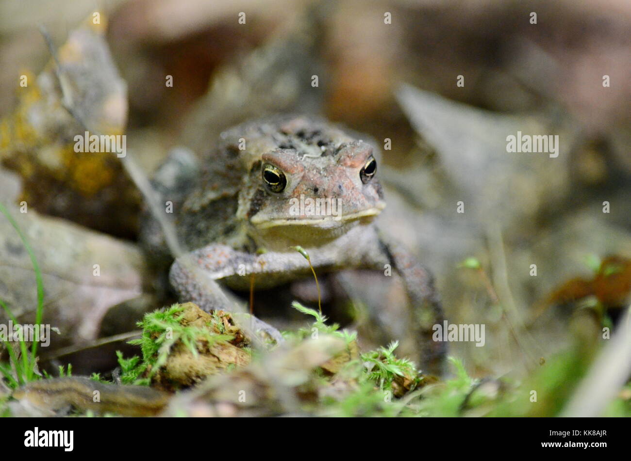 American Toad sitting in fall forest Stock Photo - Alamy