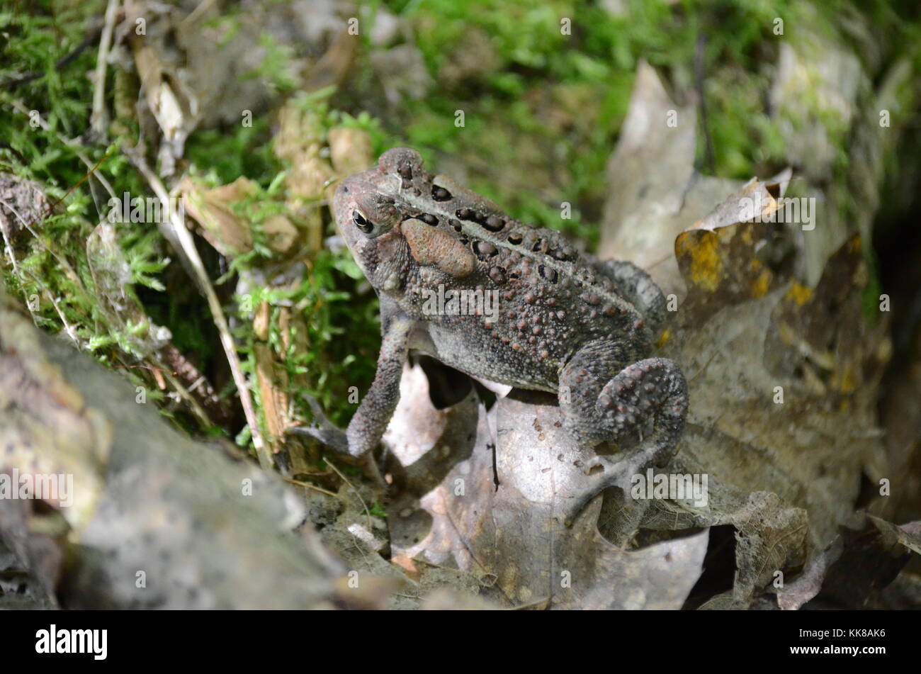 American Toad sitting in fall forest Stock Photo - Alamy