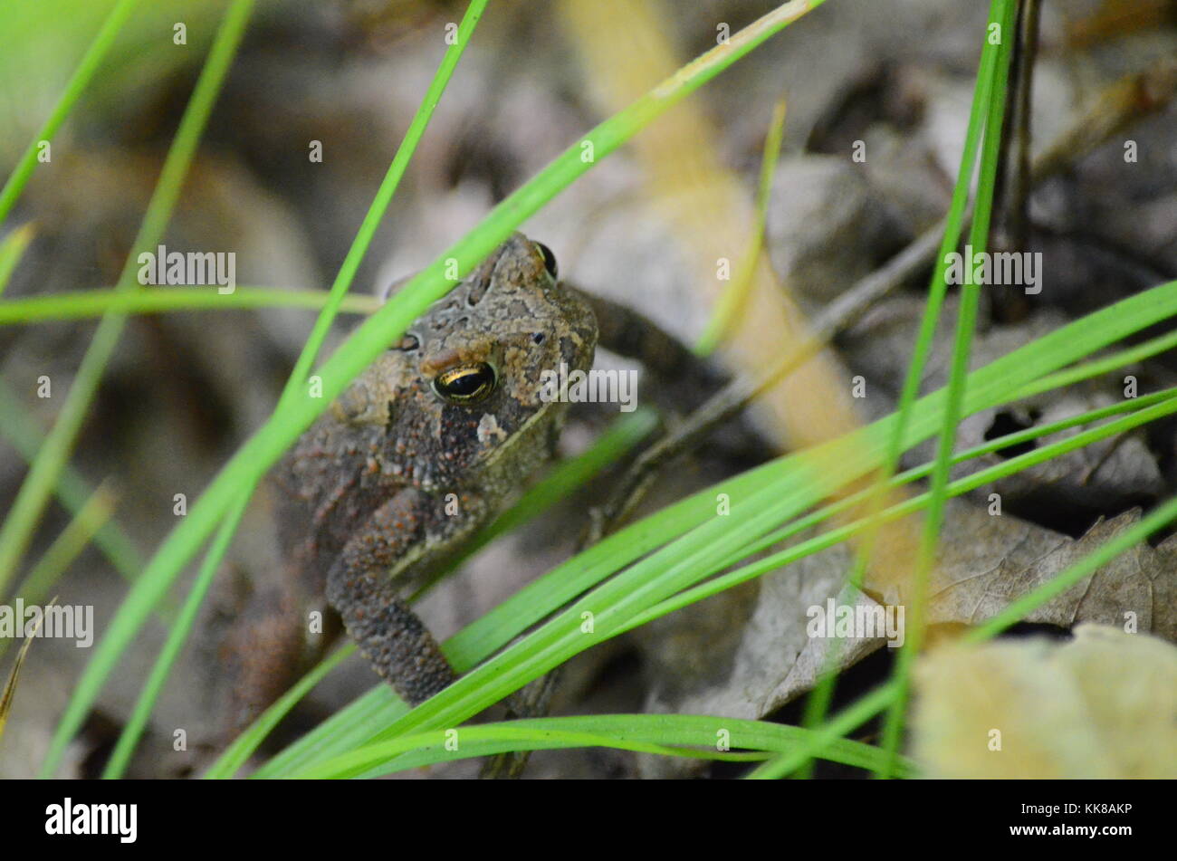 American Toad sitting in fall forest Stock Photo - Alamy