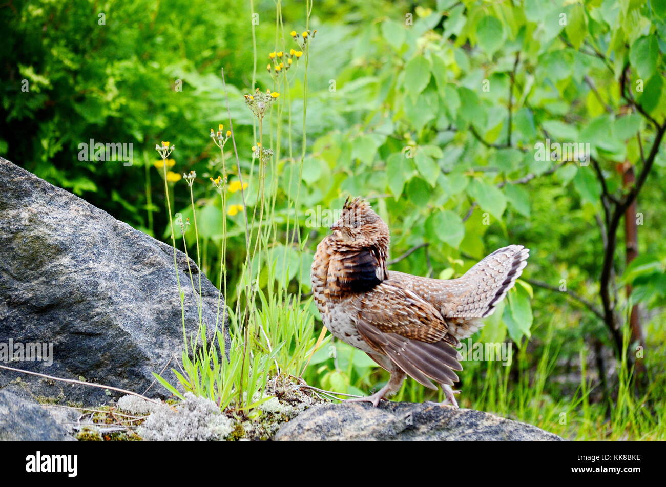 Partridge mating plumage feather hi-res stock photography and images ...