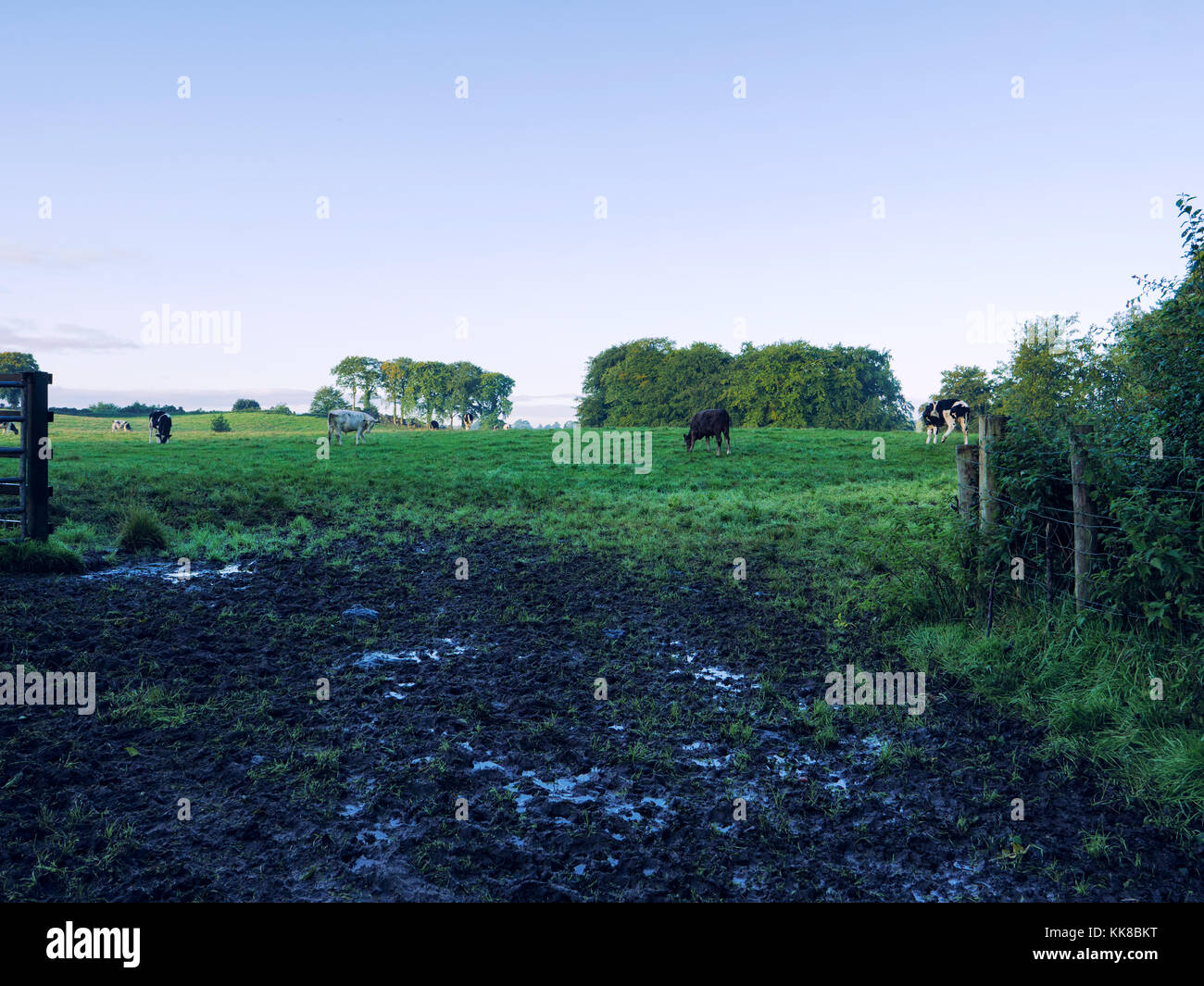 Early Autumn countryside morning,Northern Ireland Stock Photo - Alamy