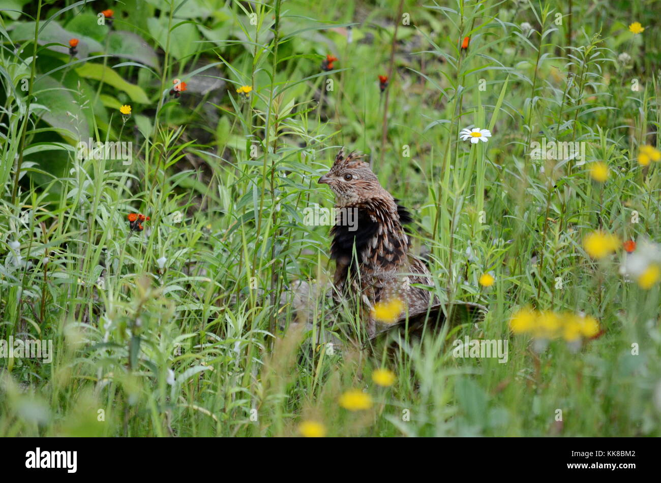 Partridge mating plumage feather hi-res stock photography and images ...