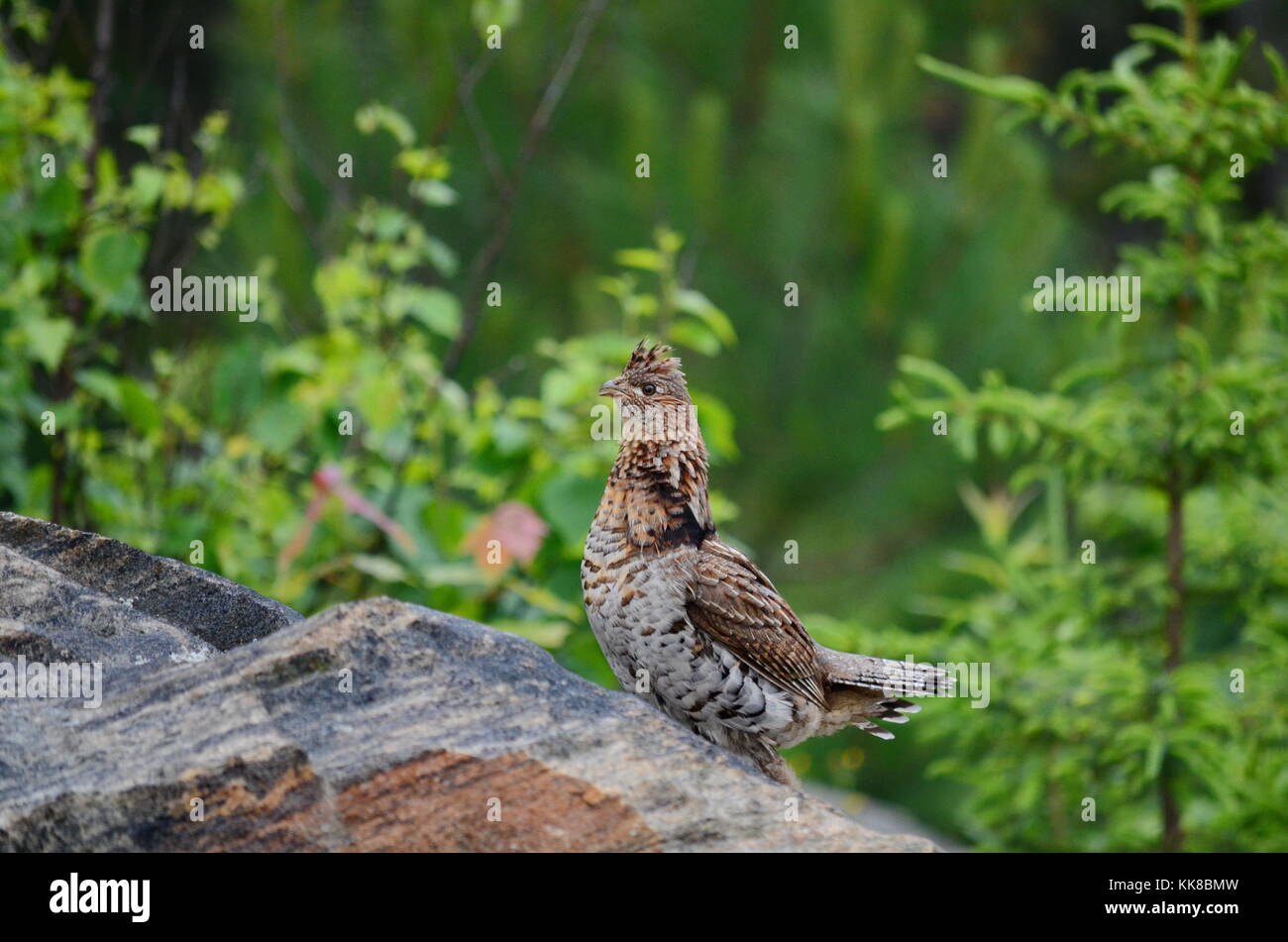 Partridge mating plumage feather hi-res stock photography and images ...