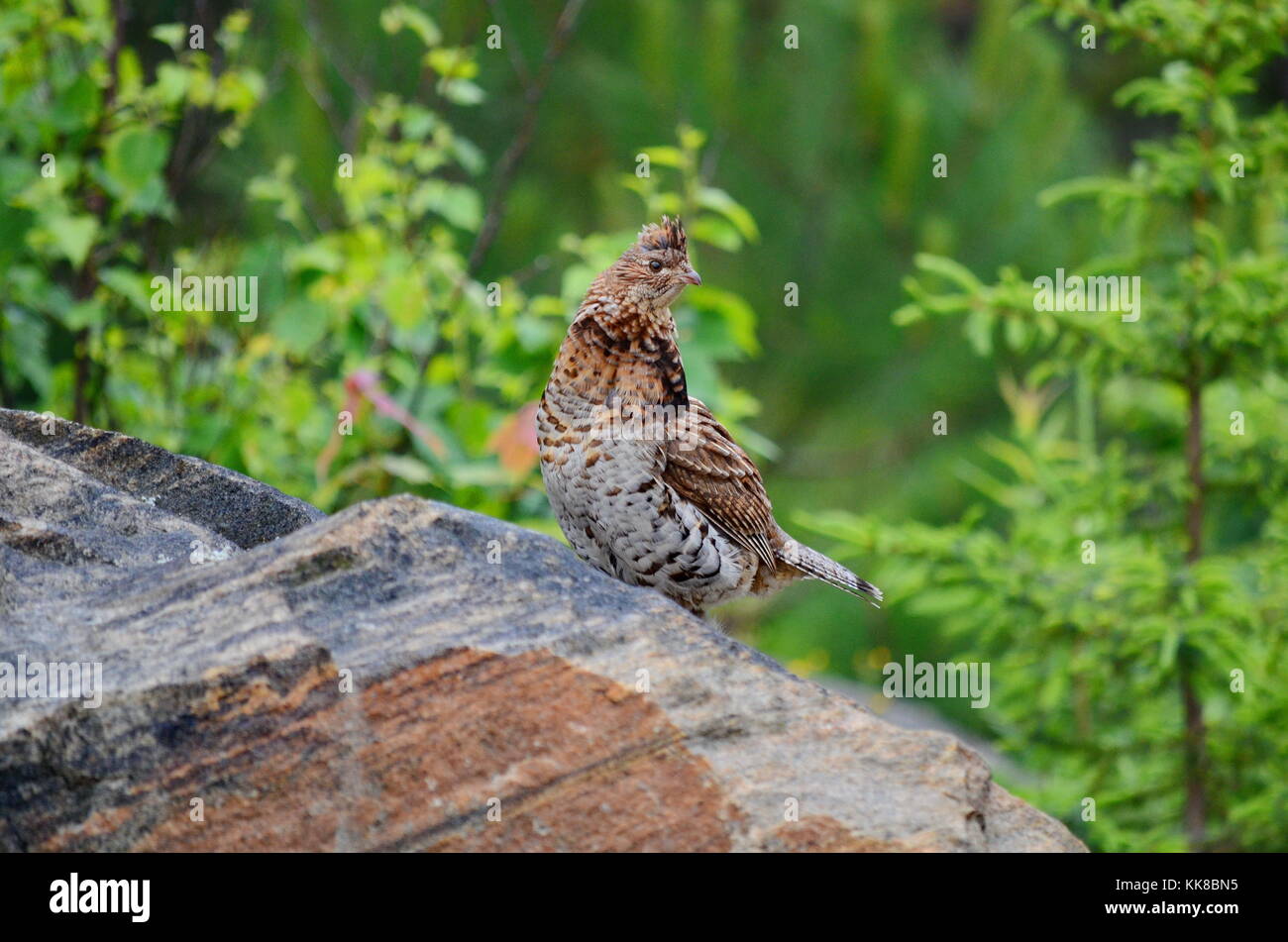 Ruffed Grouse, Algonquin, Ontario Stock Photo - Alamy