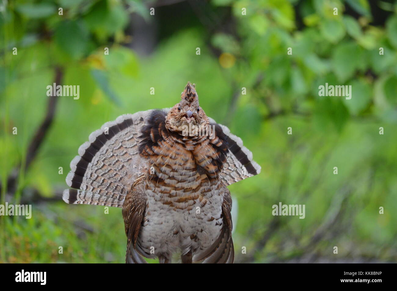 Ruffed Grouse, Algonquin, Ontario Stock Photo - Alamy
