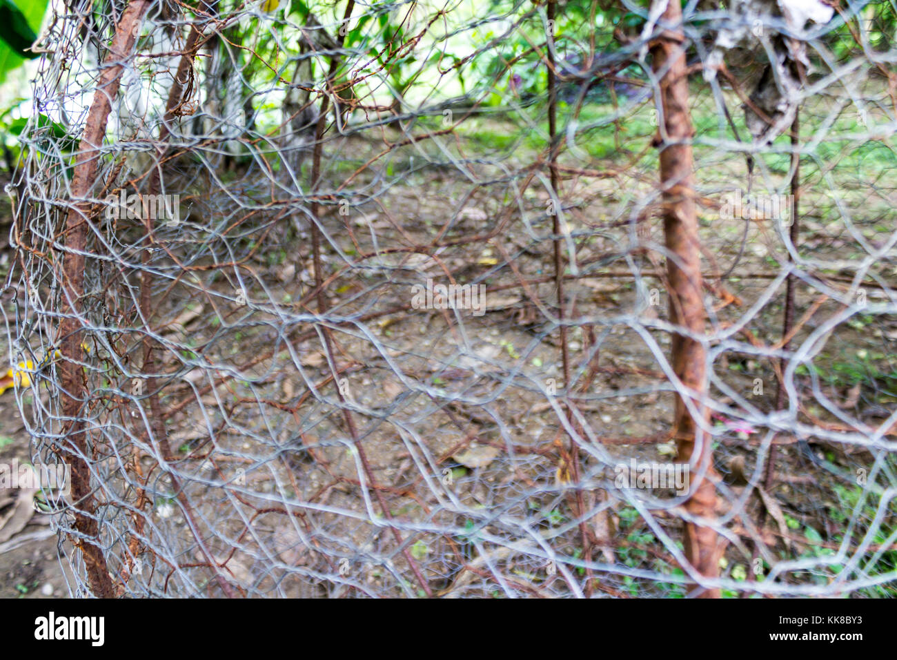 Artificial barriers in the forest. Tamasopo, San Luis Potosí. Mexico ...
