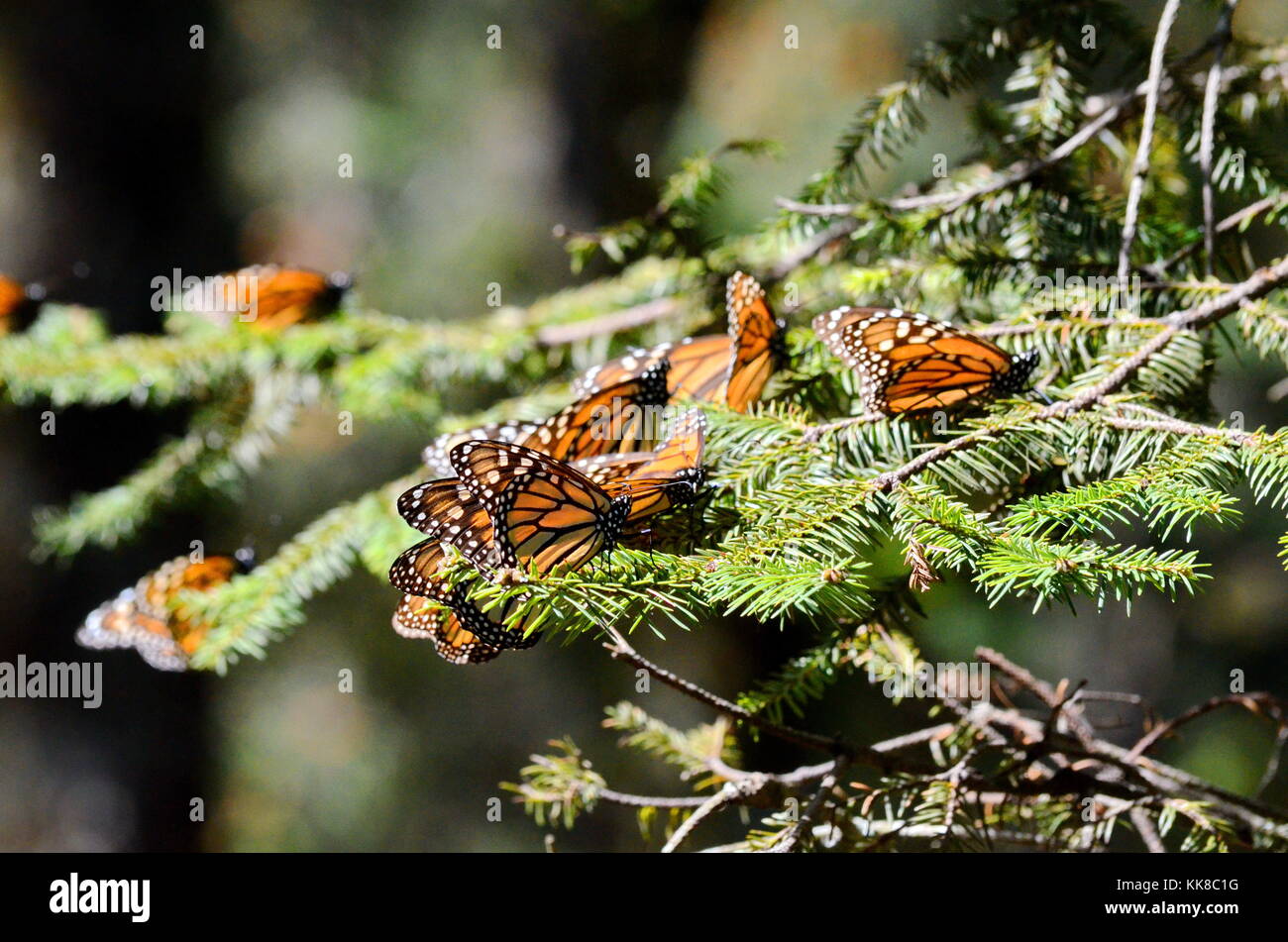 Monarch Butterflies, Michoacan, Mexico Stock Photo - Alamy