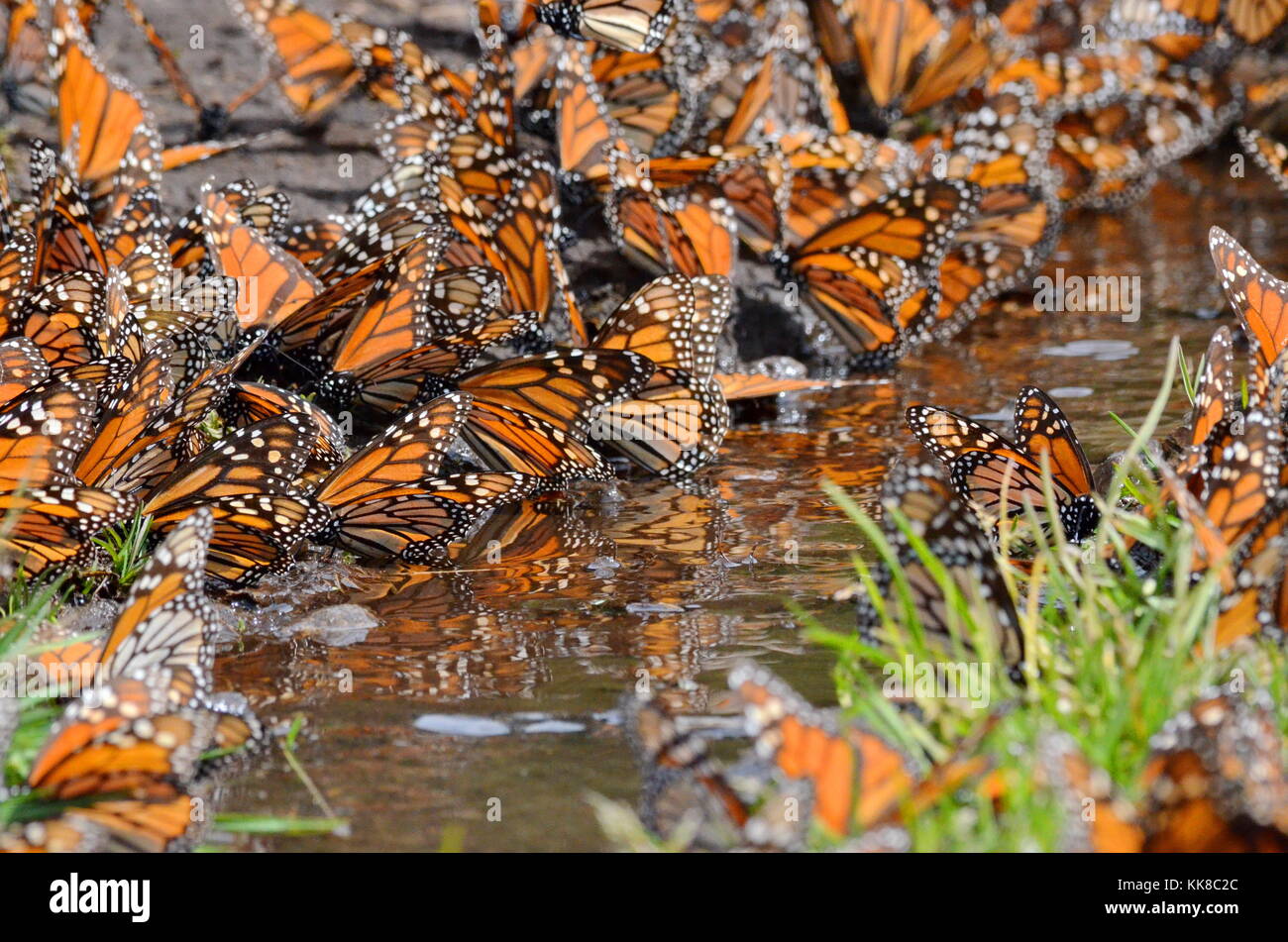 Monarch Butterflies, Michoacan, Mexico Stock Photo - Alamy