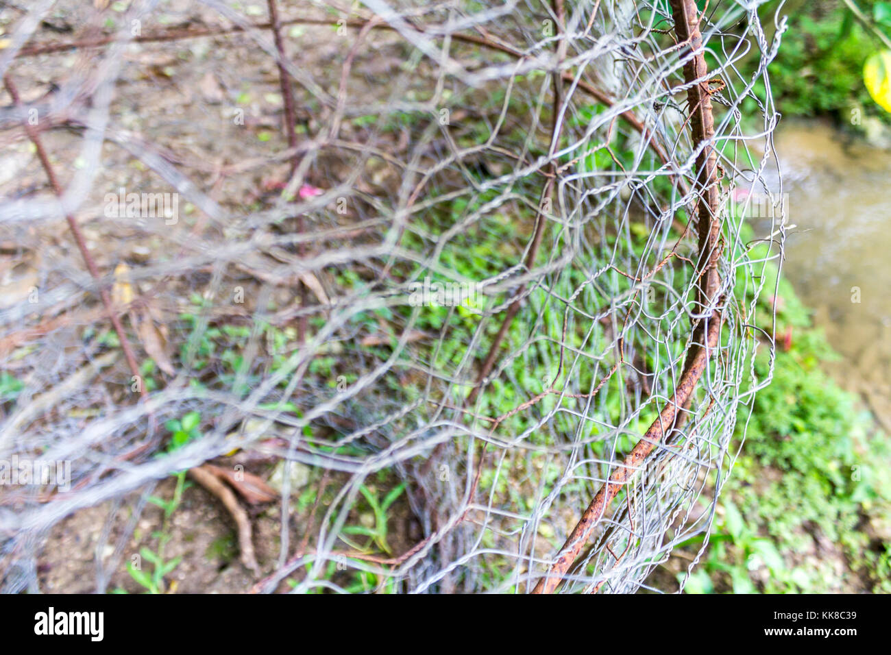 Artificial barriers in the forest. Tamasopo, San Luis Potosí. Mexico ...
