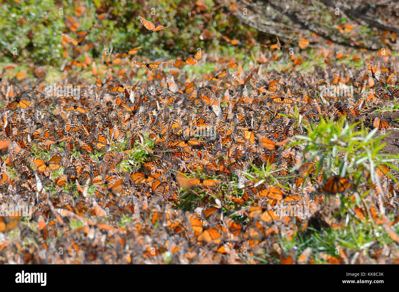 Monarch Butterflies, Michoacan, Mexico Stock Photo - Alamy