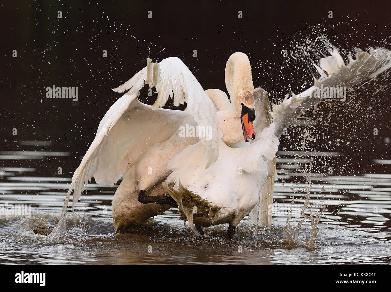 Fighting Male Swans Stock Photo - Alamy