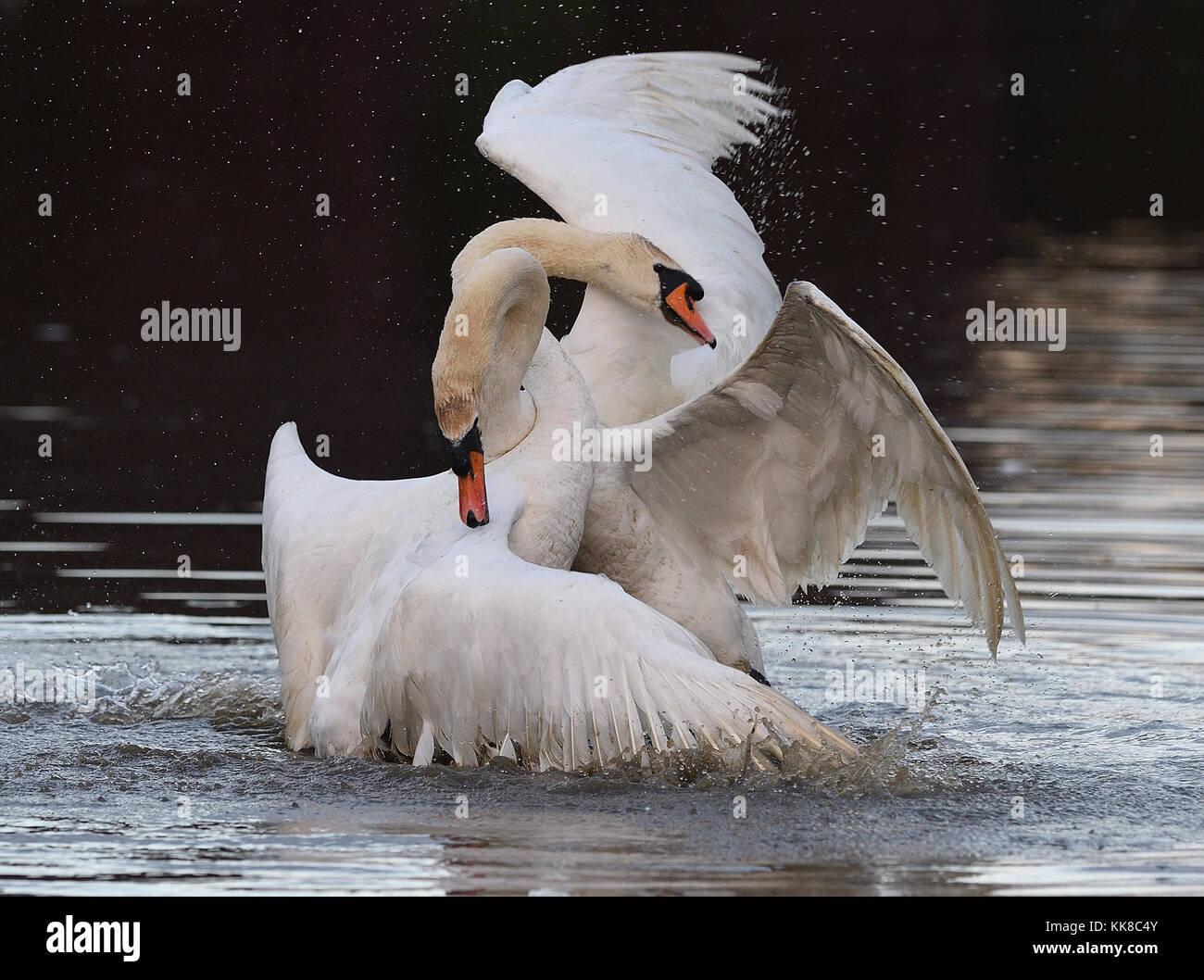 Fighting Male Swans Stock Photo - Alamy