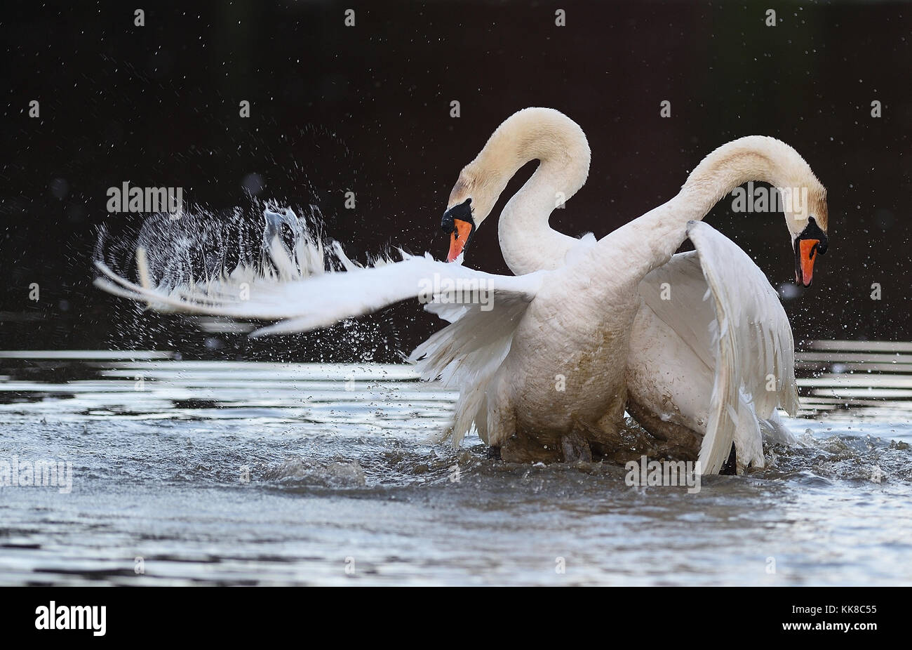 Fighting Male Swans Stock Photo - Alamy