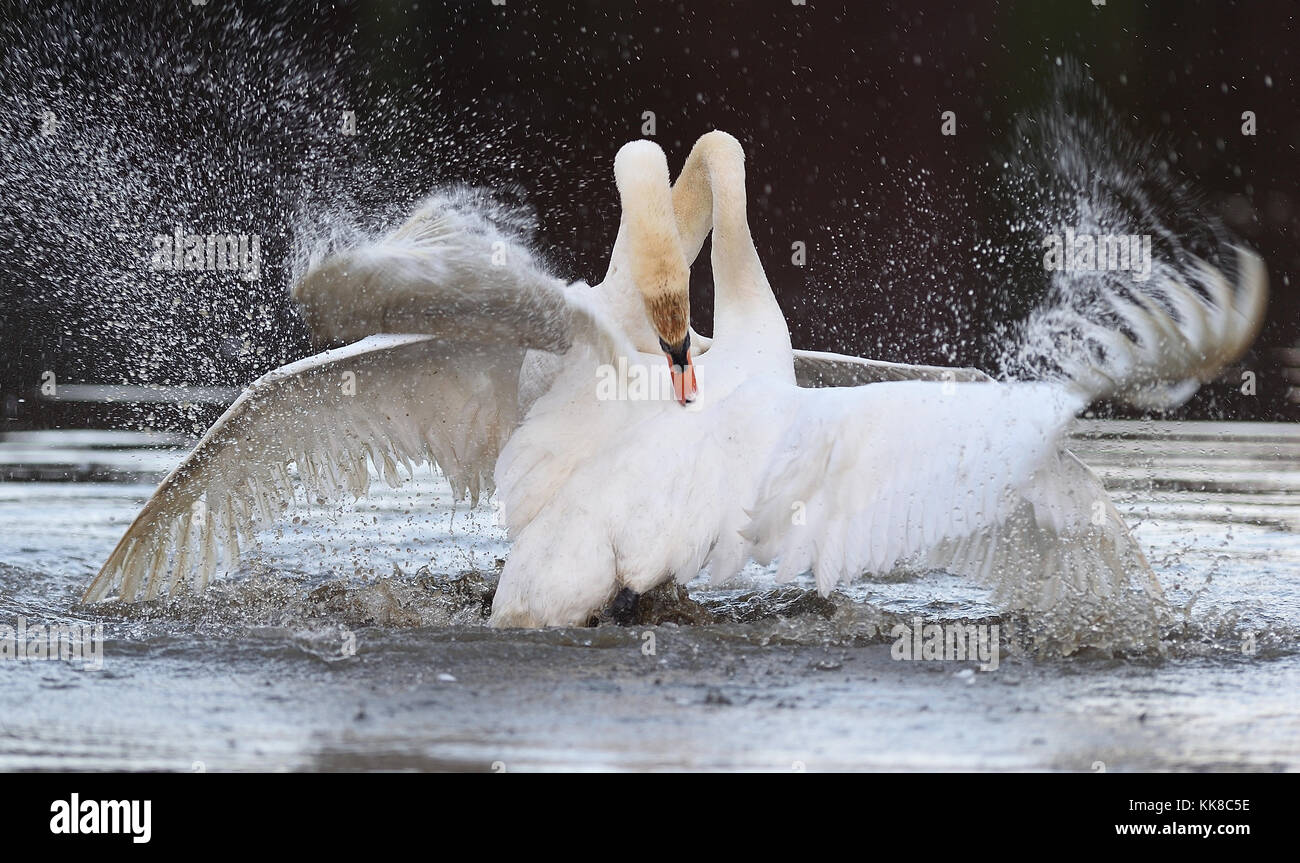 Drowning swans hi-res stock photography and images - Alamy