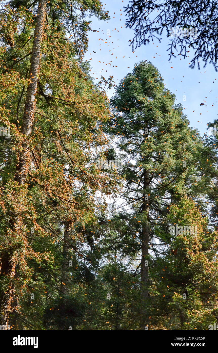 Monarch Butterflies, Michoacan, Mexico Stock Photo - Alamy