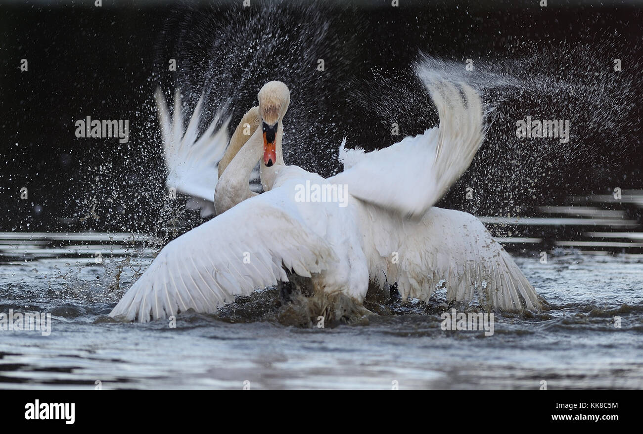 Drowning swans hi-res stock photography and images - Alamy