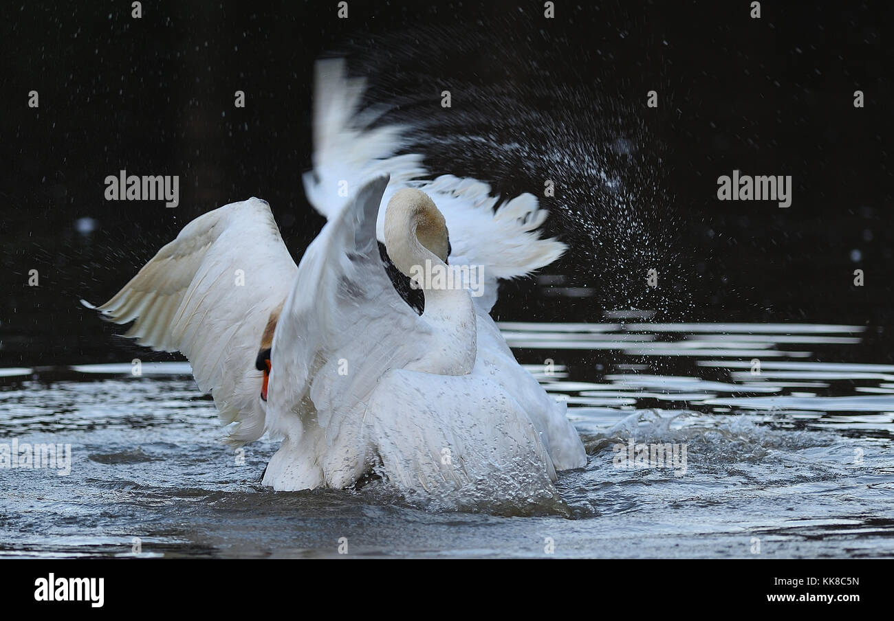 Fighting Male Swans Stock Photo - Alamy