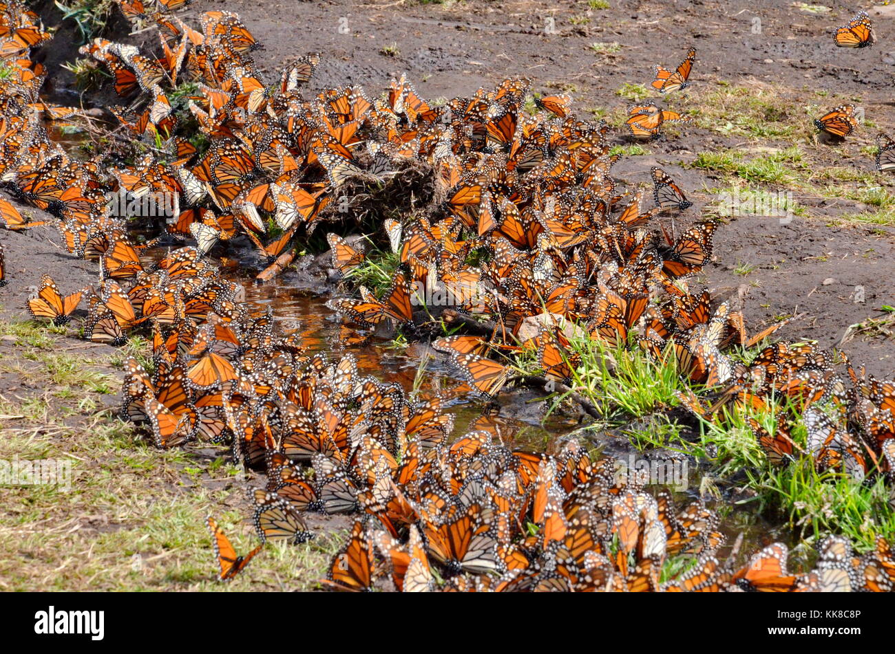 Monarch Butterflies, Michoacan, Mexico Stock Photo - Alamy