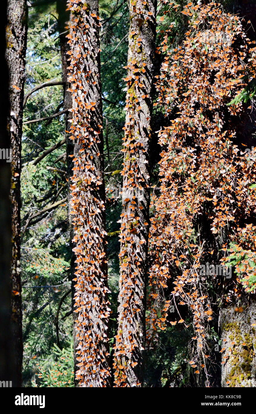 Monarch butterflies migration flight hi-res stock photography and ...