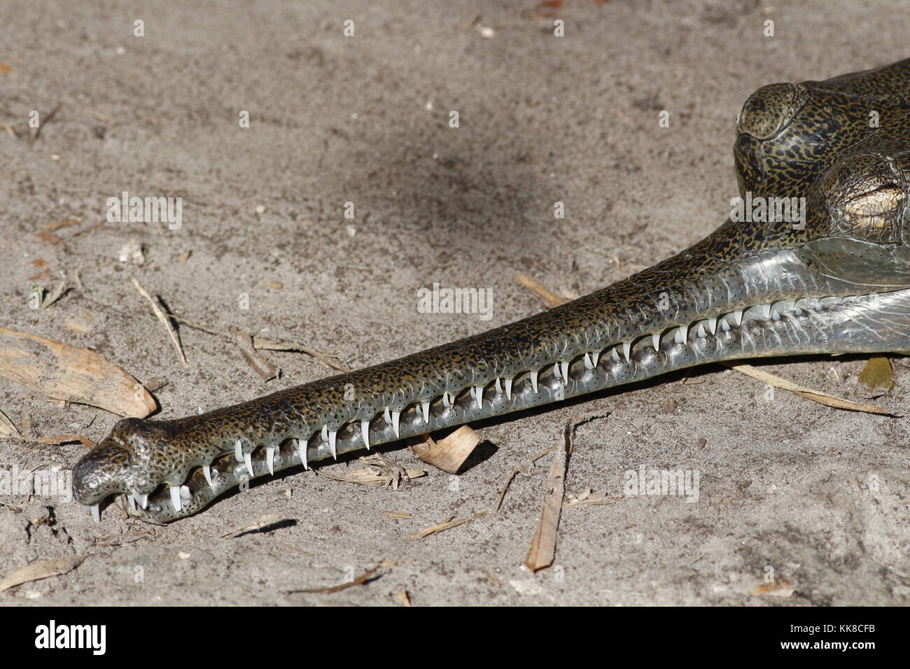 Indian Gharial, Gavialis gangeticus Stock Photo - Alamy