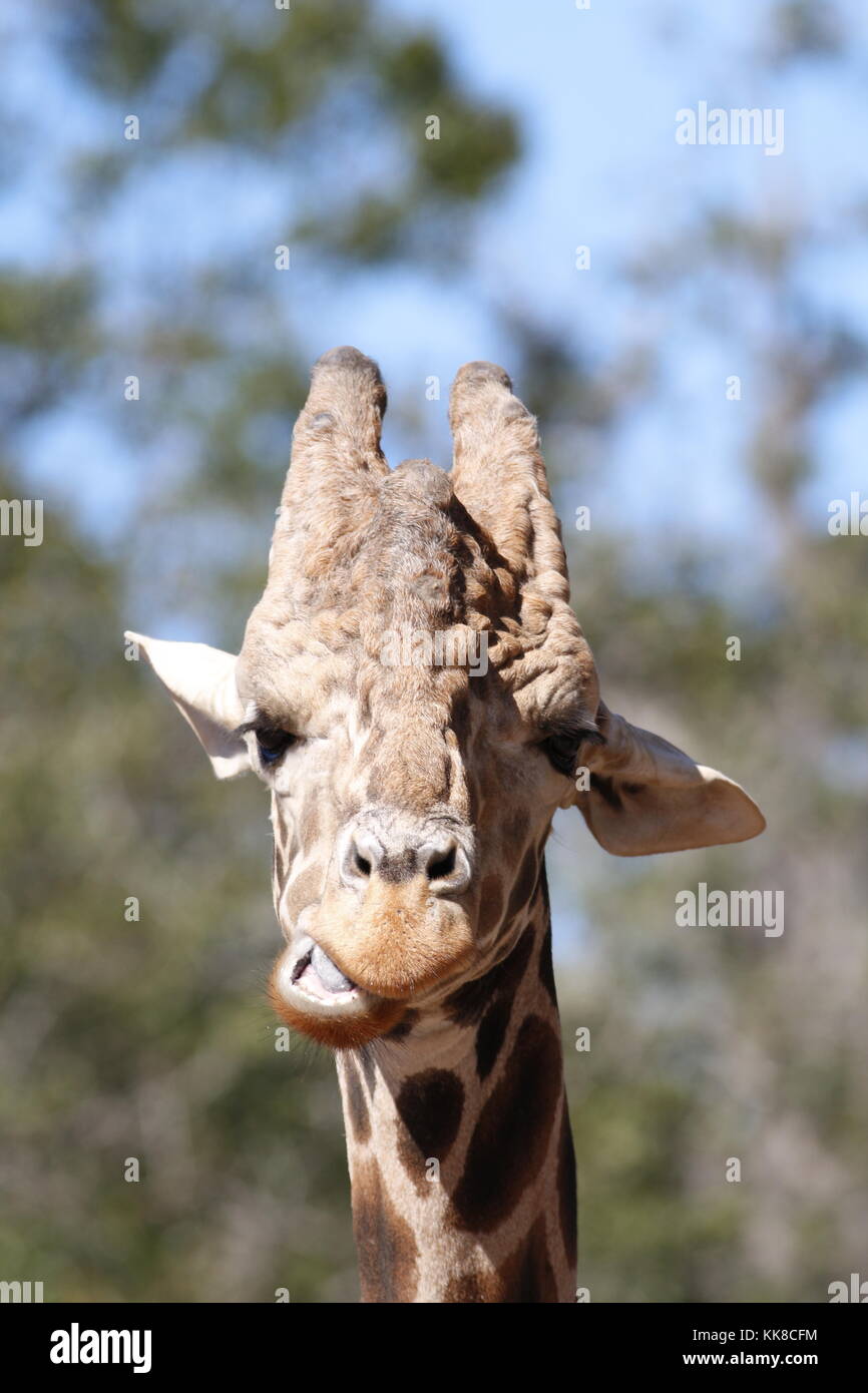 Reticulated eye hi-res stock photography and images - Alamy